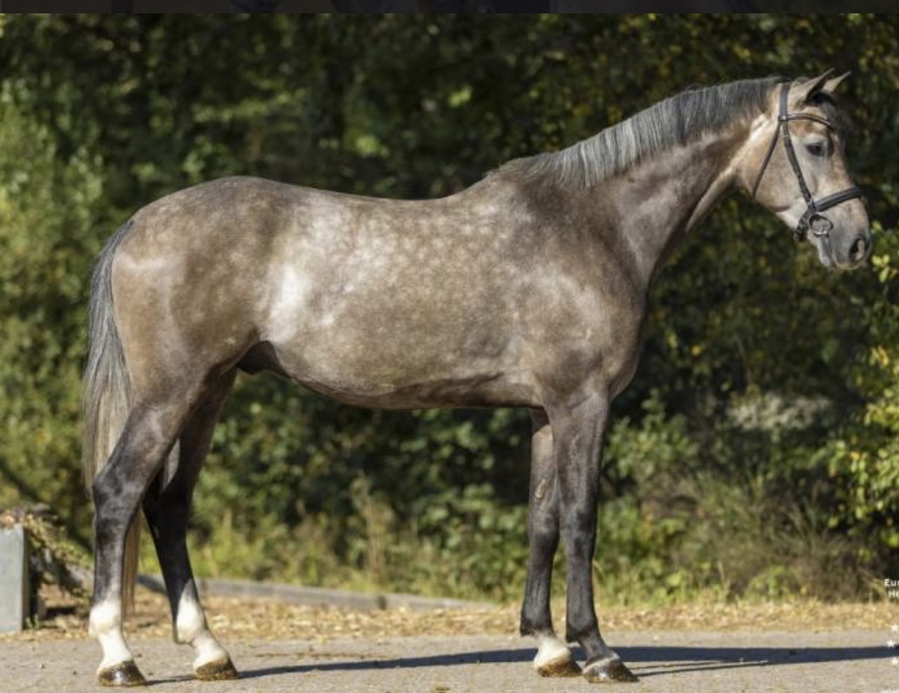 Hester til salgs :: Sandefjord Hest og Rytter